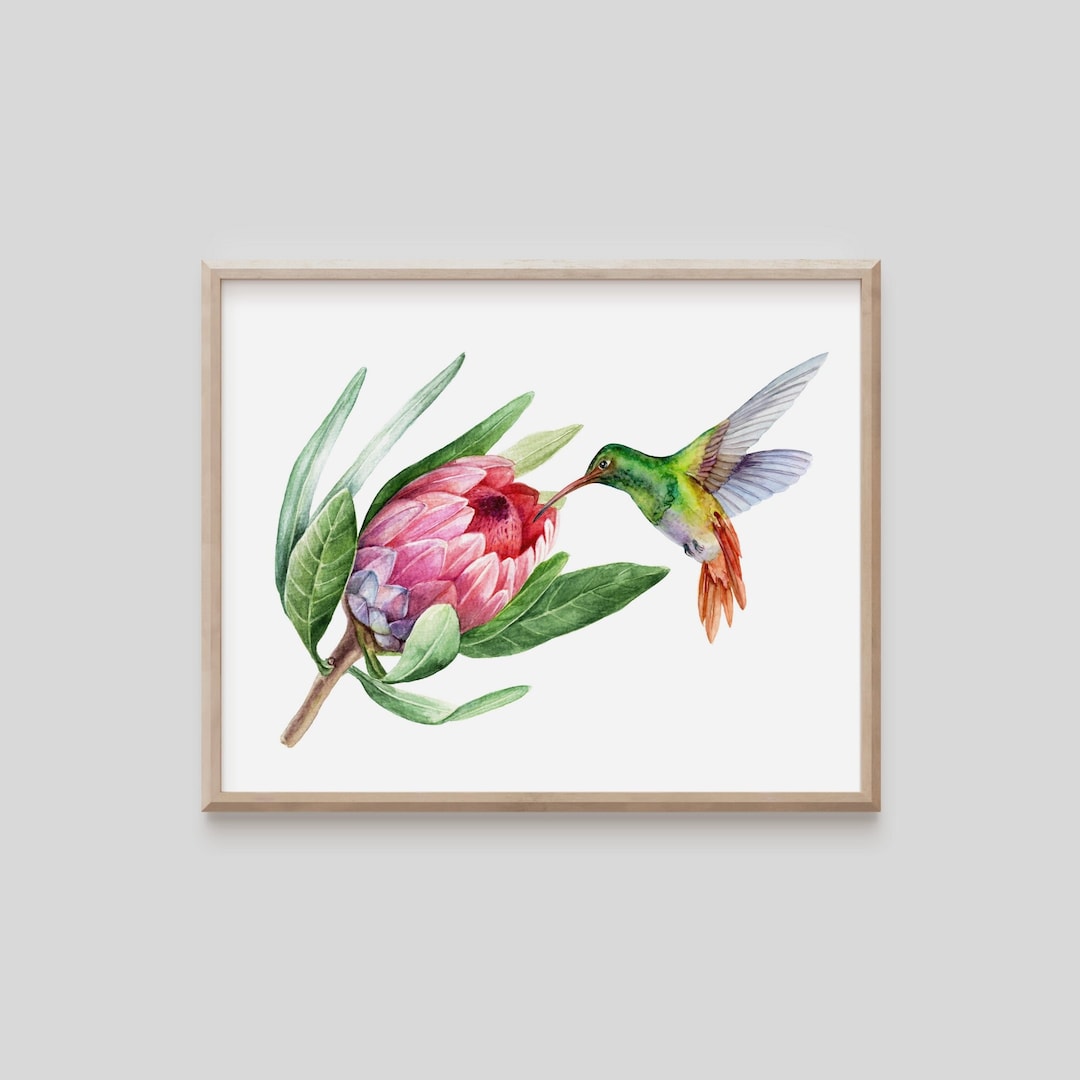 Protea Wall Art, Protea Watercolor Painting, Hummingbird Print, Bedroom ...
