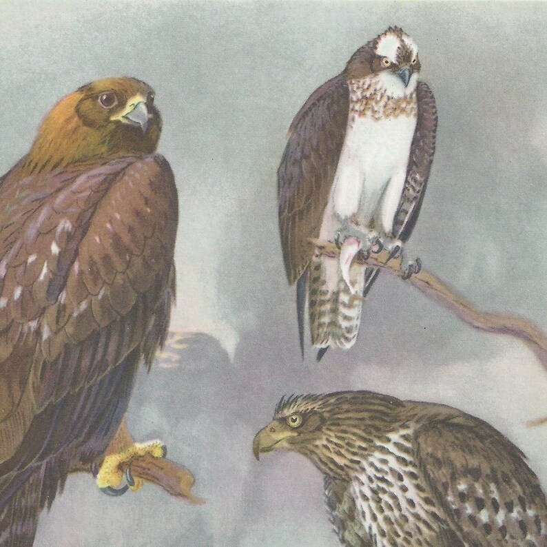 Allan Brooks Eagle and Osprey Bird Art Print Birds of Prey - Etsy