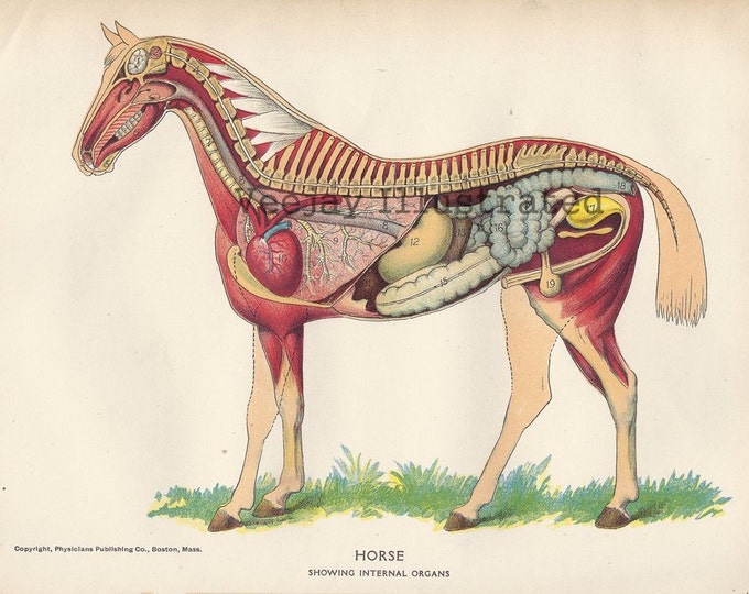Antique 1905 Horse Internal Organ Anatomy Illustration Reserved Through ...