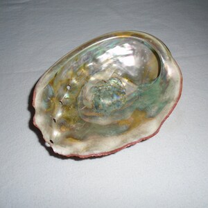 Red Abalone Shell Iridescent Haliotis Rufescens 6 5/8 X 5 1/4 - Etsy