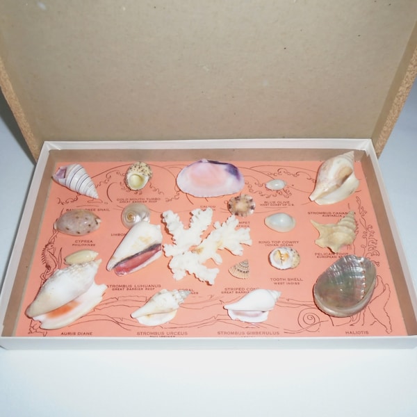 Seashell Collection - Etsy
