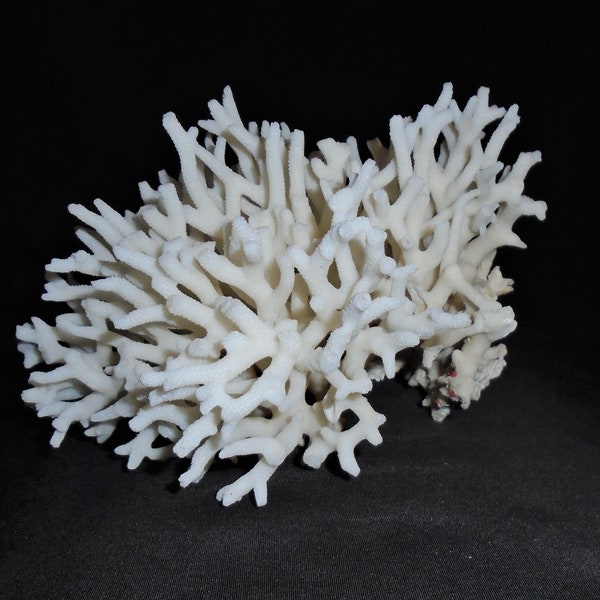 Large White Coral - Etsy