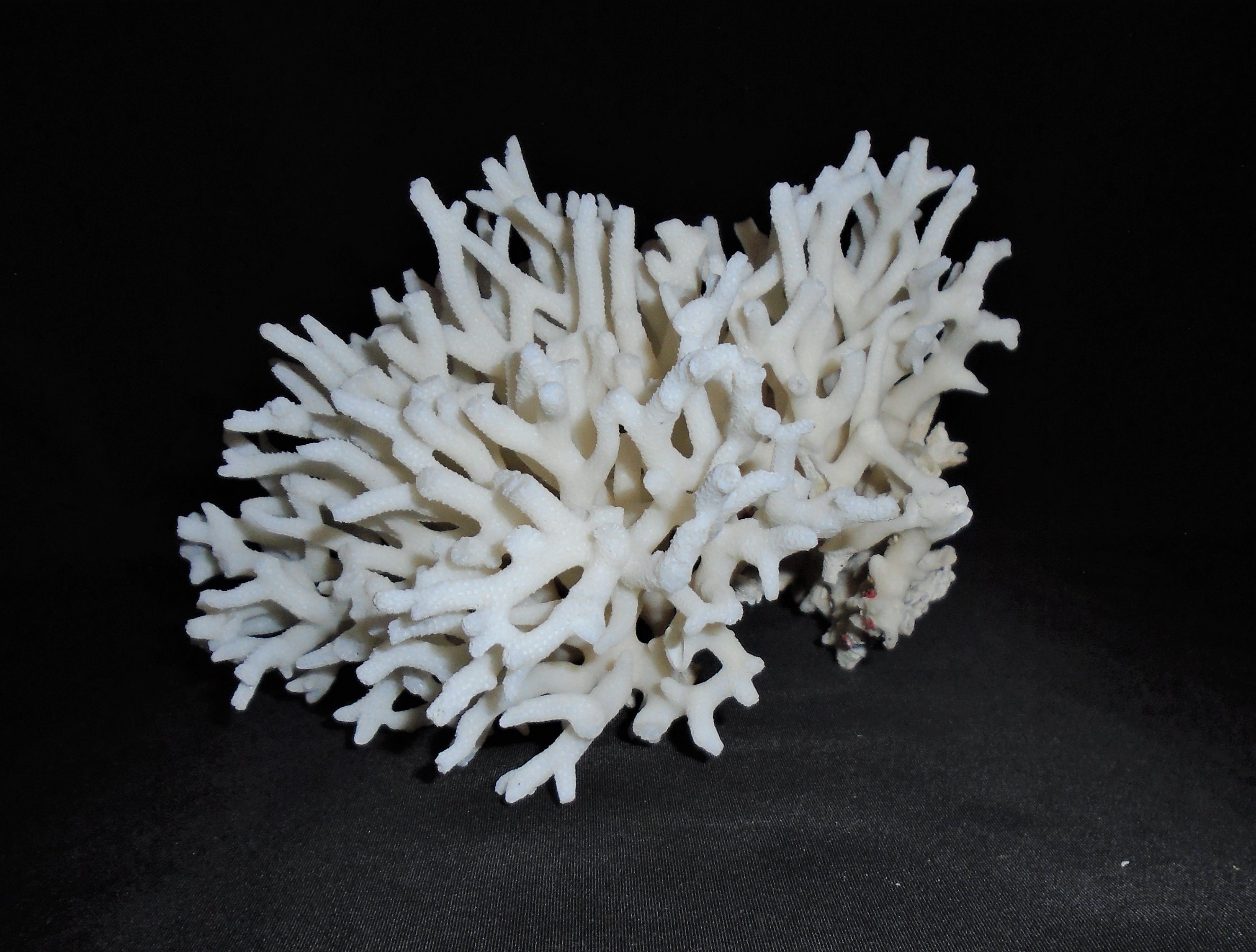 Finger Coral