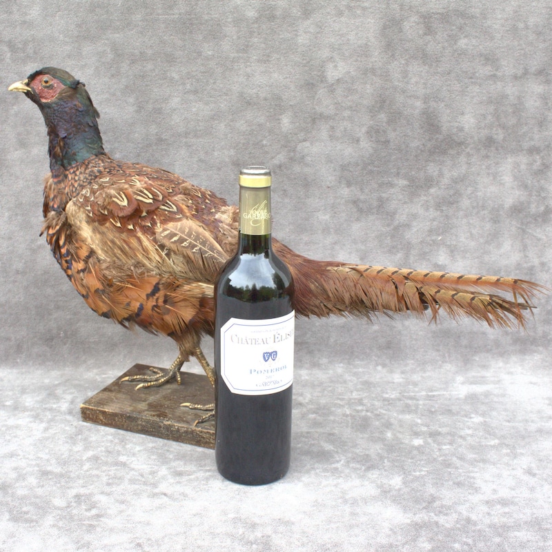 Stuffed Pheasant - Etsy UK