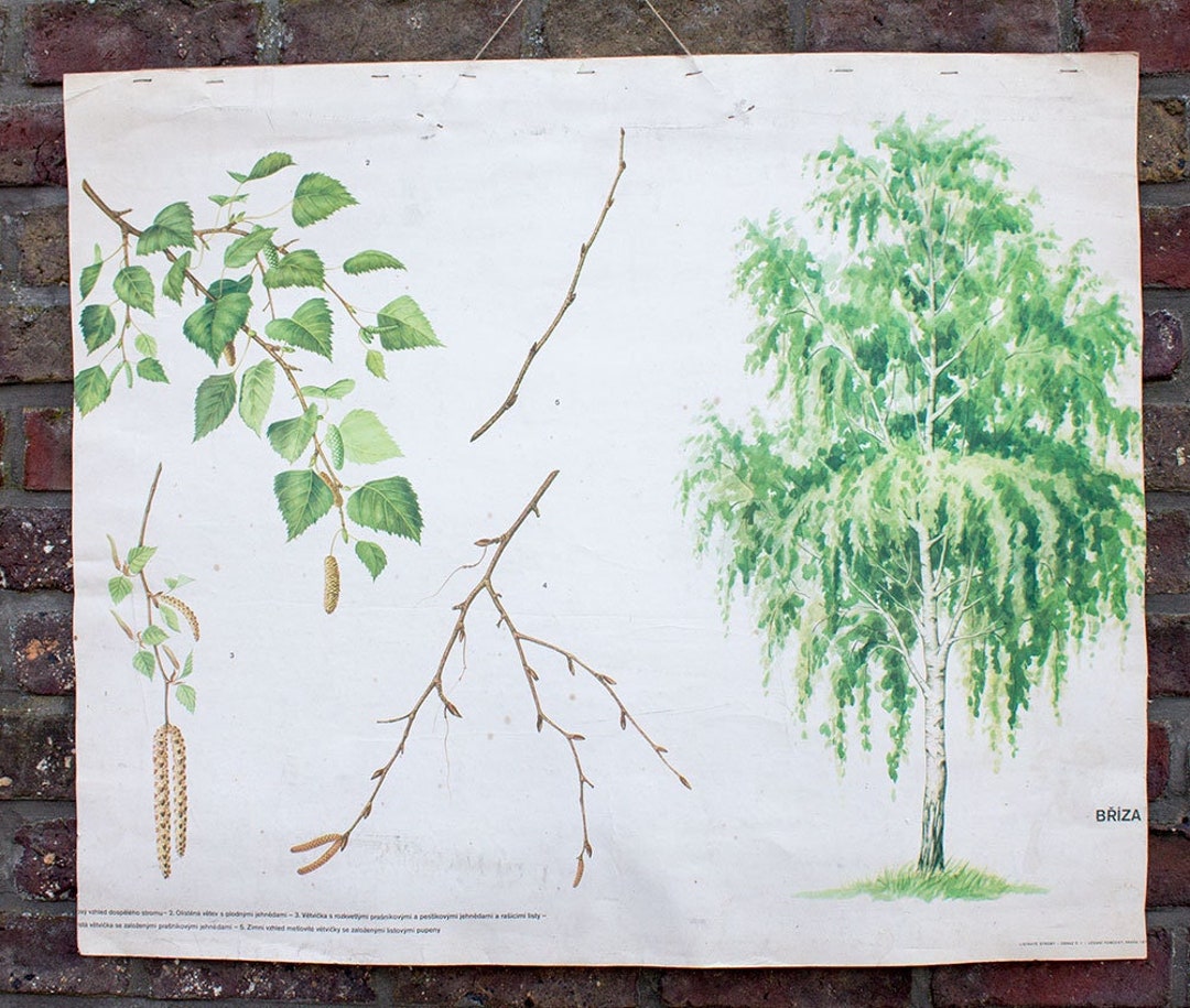 Vintage School Chart Botanical Tree Birch Natural Decor Lithography ...