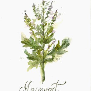 Mugwort original Watercolor - Etsy