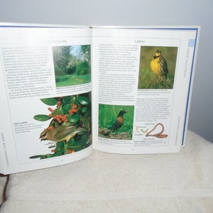 National Audubon Society North American Bird Feeder Hand Book - Etsy