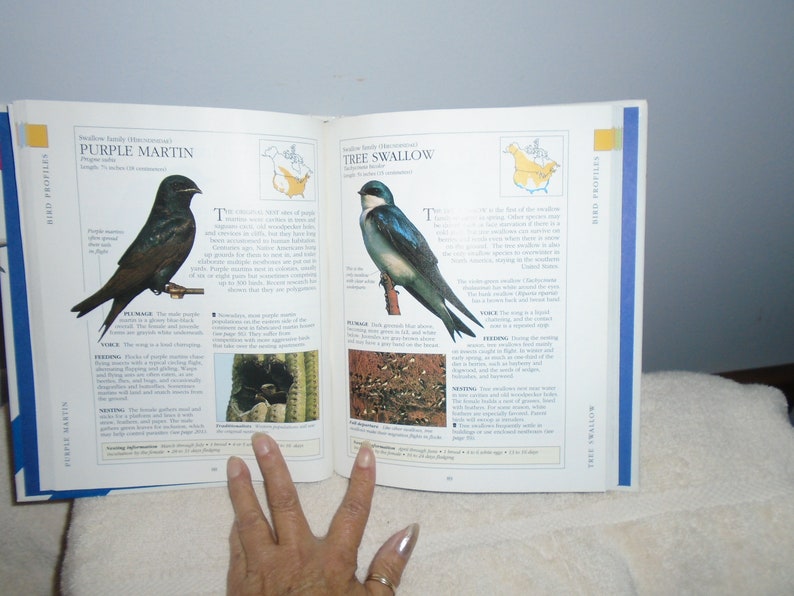National Audubon Society North American Bird Feeder Hand Book - Etsy