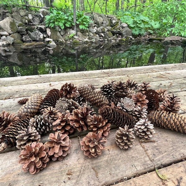 Natural Pine Cones - Etsy