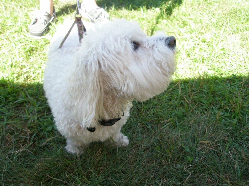 Custom Pet Portrait / Dog Sculpture / Pet Memorial - Etsy