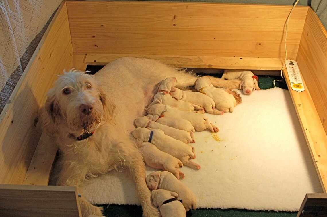 Lou Lou & Puppies Sample of Custom Order Puppies Are Extra - Etsy