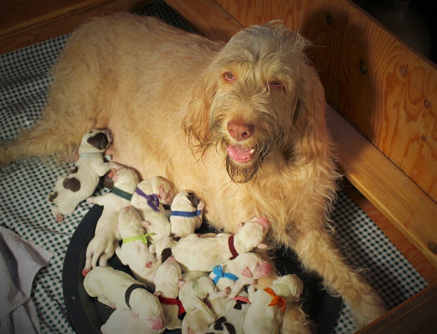 Lou Lou & Puppies Sample of Custom Order Puppies Are Extra - Etsy