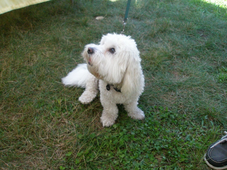 Custom Pet Portrait / Dog Sculpture / Pet Memorial - Etsy