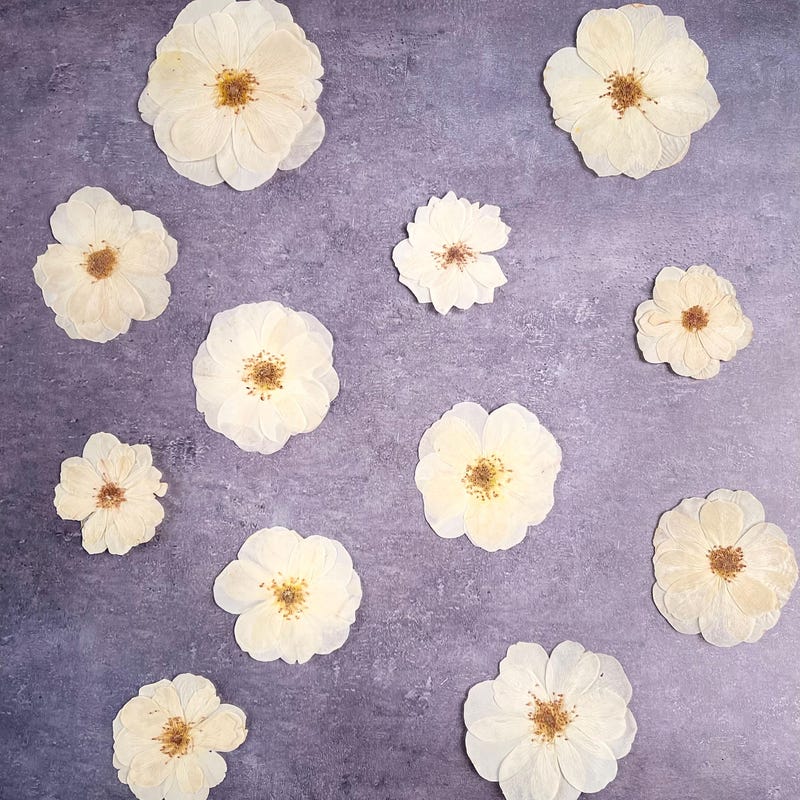 Dried White Roses - Etsy