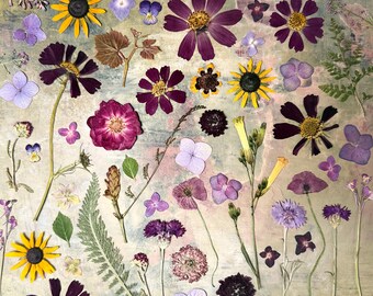 Pressed Flowers Assortment 50 Pieces Pressed Wild Flowers Dried Flowers ...