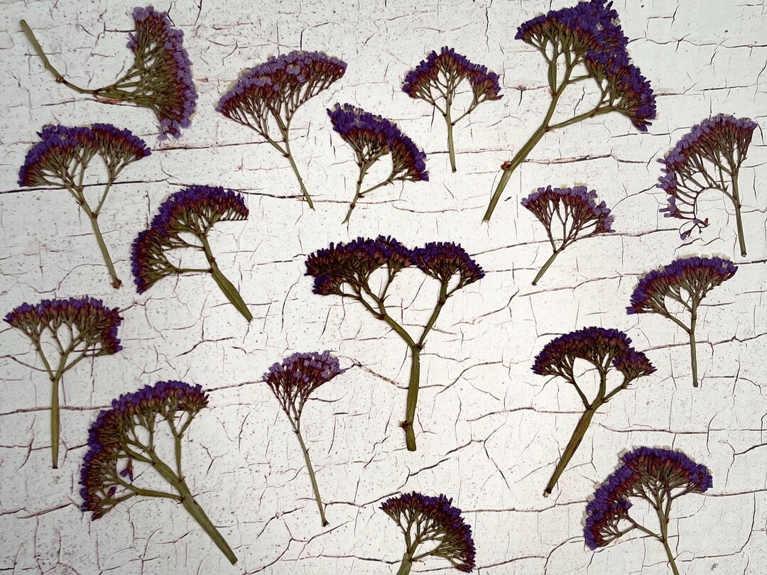 Pressed Statice Flowers, 15 Pieces Pressed Dried Flowers,pressed ...