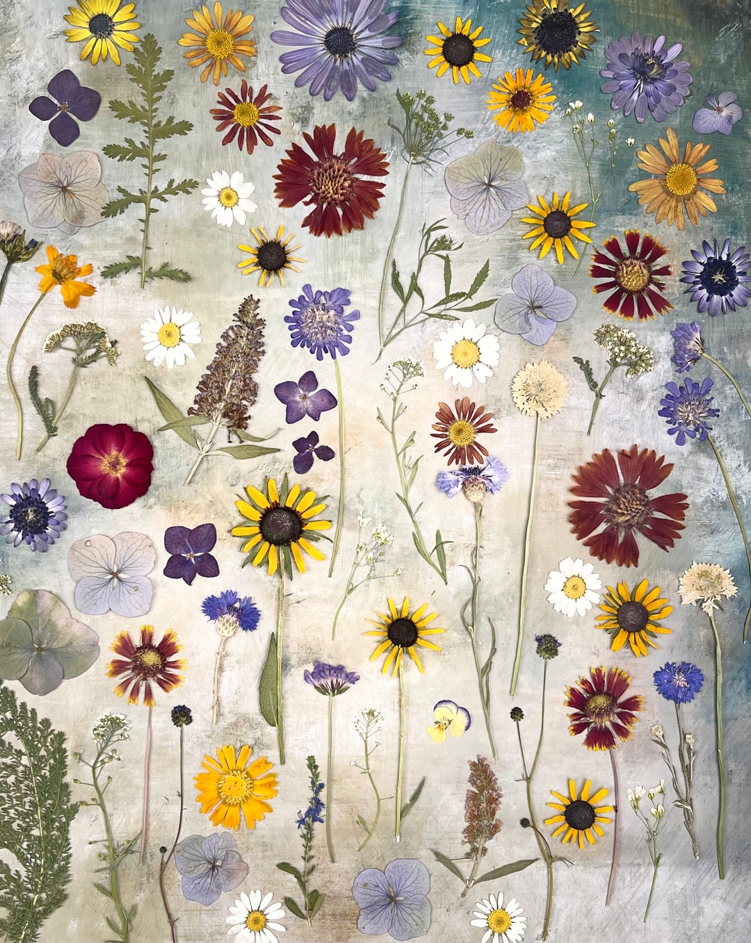 50 Pieces Pressed Flowers Assortment Pressed Wild Flowers Dried Flowers ...