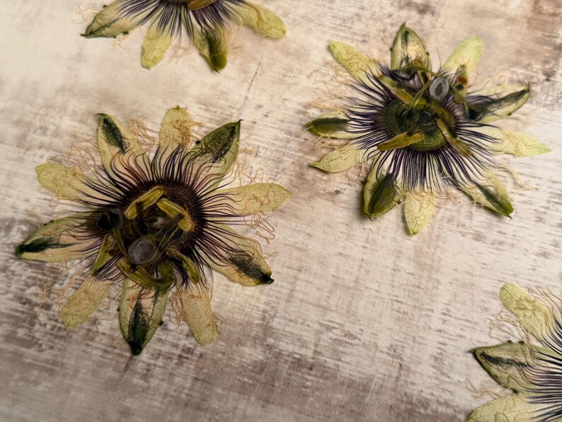 Pressed Passion Flowers 4 Pieces, for Crafts, Resin Art, Embellishments ...
