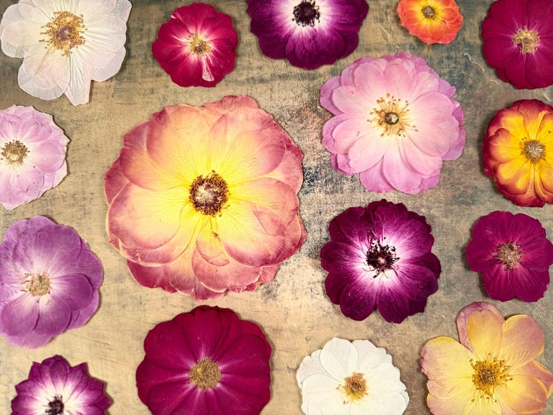 Pressed Dried Roses,15 Assorted Pieces, for Crafts, Resin Art ...