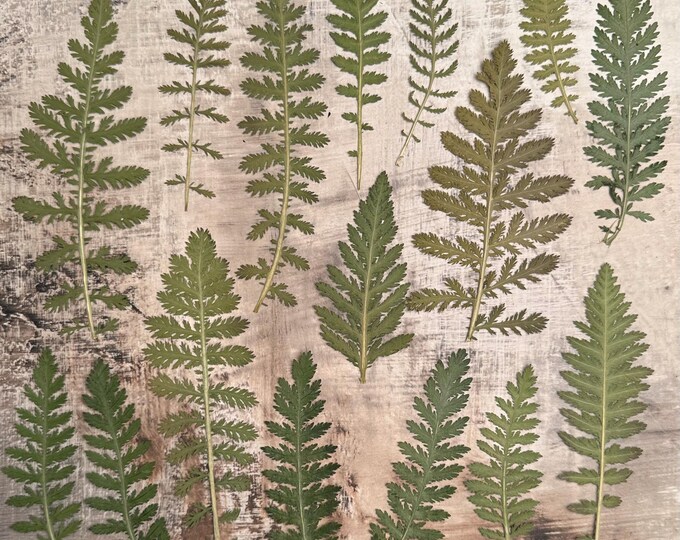 Pressed Yarrow Leaves, Eriophyllum Confertiflorum Leaves, Fern Like ...