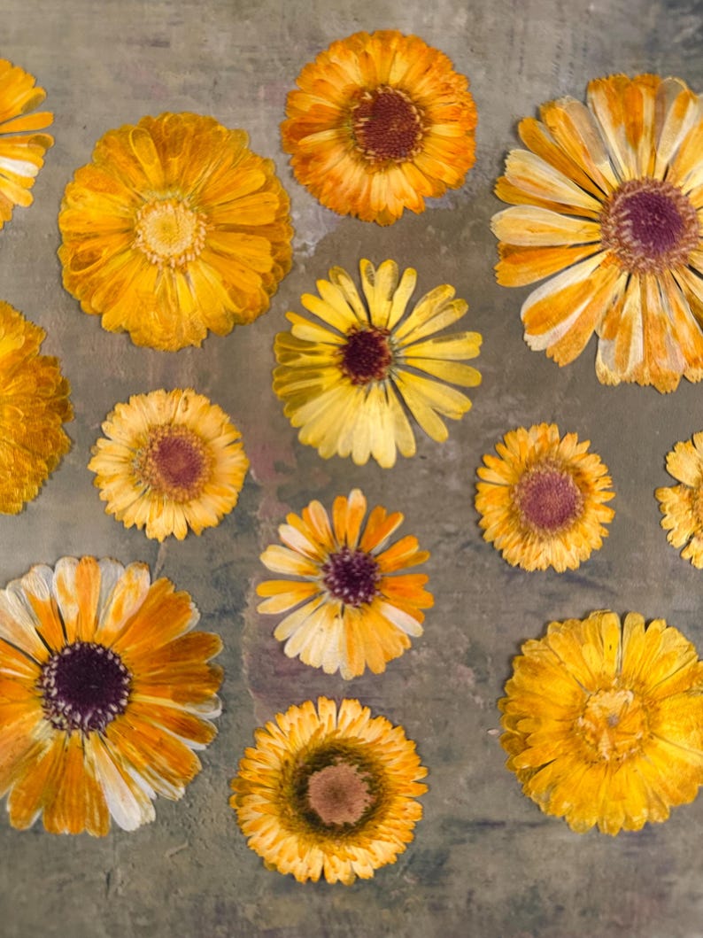 Pressed Calendula, 15 Assorted Pieces , Pressed Dried Flowers, for ...
