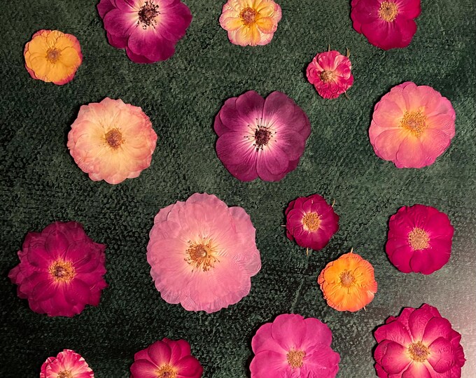 Pressed Roses, 15 Assorted Roses, Pressed Dried Flowers,pressed Flowers ...