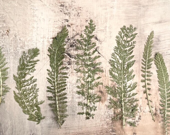Pressed Yarrow Leaves, Achillea Millefolium Leaves, 15 Pieces, for ...