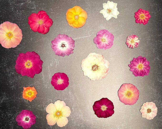 Pressed Roses, 15 Assorted Roses, Pressed Dried Flowers,pressed Flowers ...