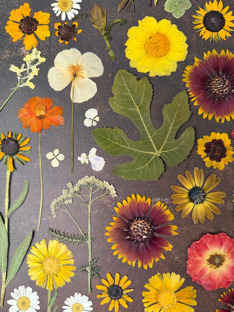 Pressed Flower Assortment, Wildflowers, Resin Art, Crafts (25 Pieces ...