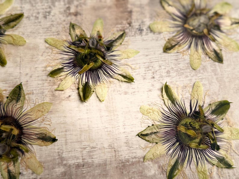 Pressed Passion Flowers 4 Pieces, for Crafts, Resin Art, Embellishments ...
