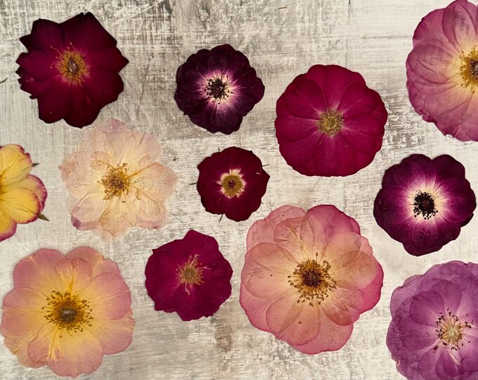 Pressed Roses, 15 Assorted Roses, Pressed Dried Flowers,pressed Flowers ...