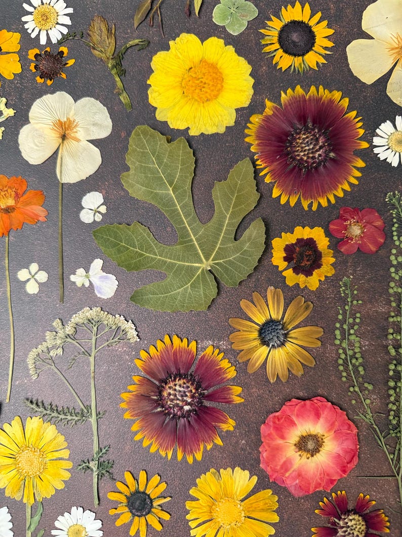 Pressed Flower Assortment, Wildflowers, Resin Art, Crafts (25 Pieces ...