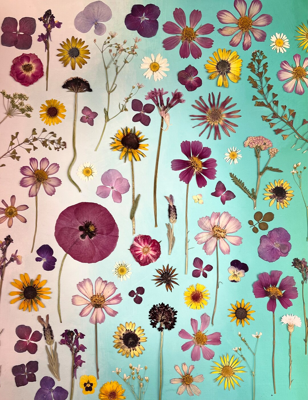 50 Pieces Pressed Flowers Assortment Pressed Wild Flowers Dried Flowers ...