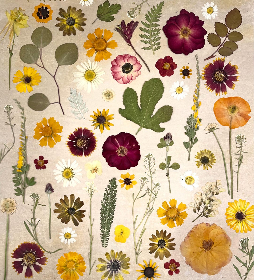 Pressed Flowers Assortment 50 Pieces Pressed Wild Flowers Dried Flowers ...