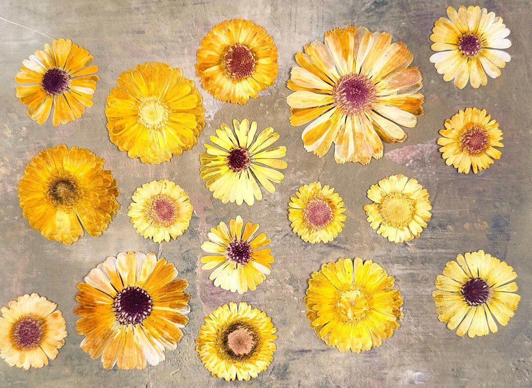 Pressed Calendula, 15 Assorted Pieces , Pressed Dried Flowers, for ...
