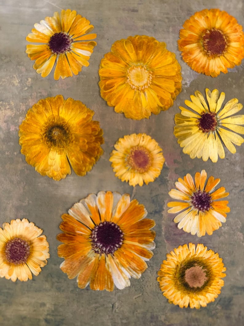 Pressed Calendula, 15 Assorted Pieces , Pressed Dried Flowers, for ...