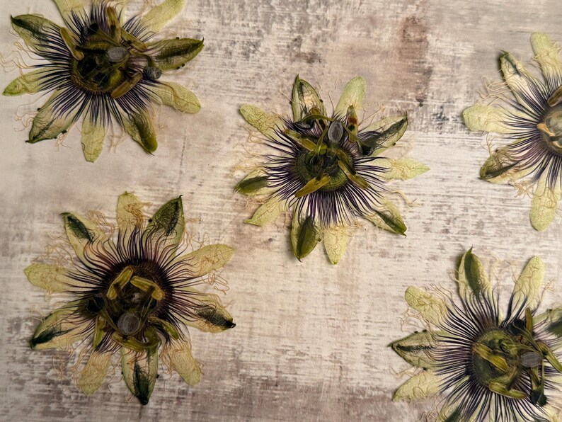 Pressed Passion Flowers 4 Pieces, for Crafts, Resin Art, Embellishments ...