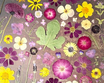 Pressed Flowers Assortment 50 Pieces Pressed Wild Flowers Dried Flowers ...