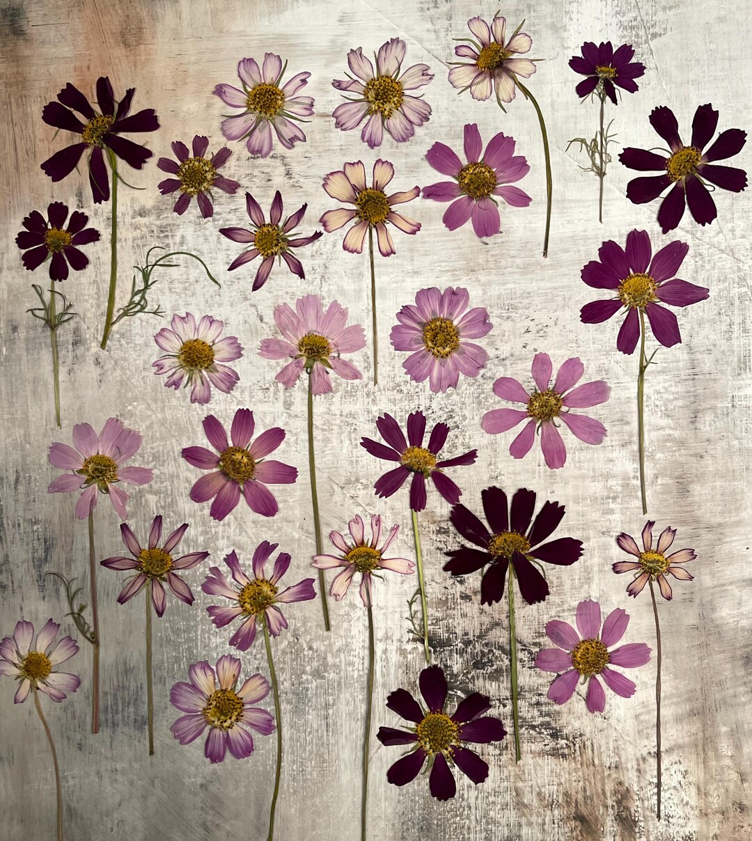 Pressed Cosmos Flowers, 25 Pieces Assorted Cosmos, Dried Flowers, for ...