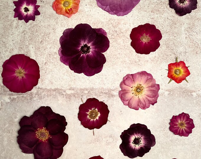 Pressed Roses, 15 Assorted Roses, Pressed Dried Flowers,pressed Flowers ...
