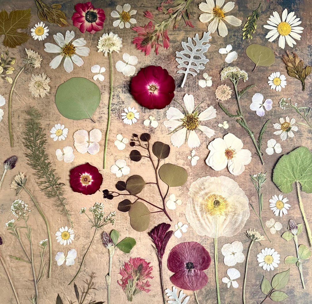 Pressed Flowers Assortment 50 Pieces Pressed Wild Flowers Dried Flowers ...