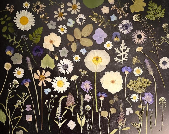 Pressed Flowers Assortment 50 Pieces Pressed Wild Flowers Dried Flowers ...