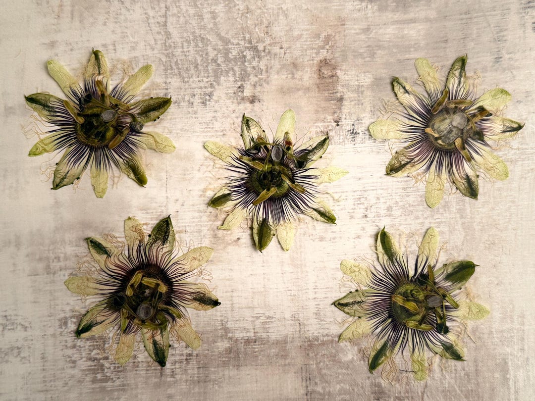 Pressed Passion Flowers 4 Pieces, for Crafts, Resin Art, Embellishments ...