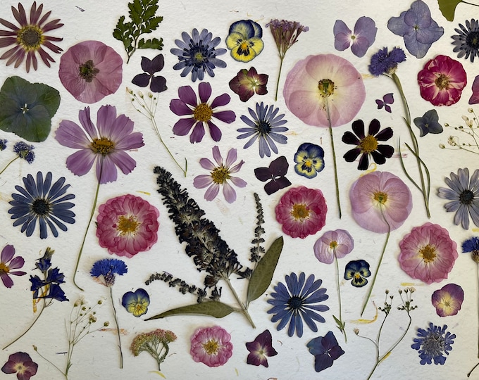 Pressed Flower Assortment 50 Pieces Pressed Wild Flowers Dried Flowers ...