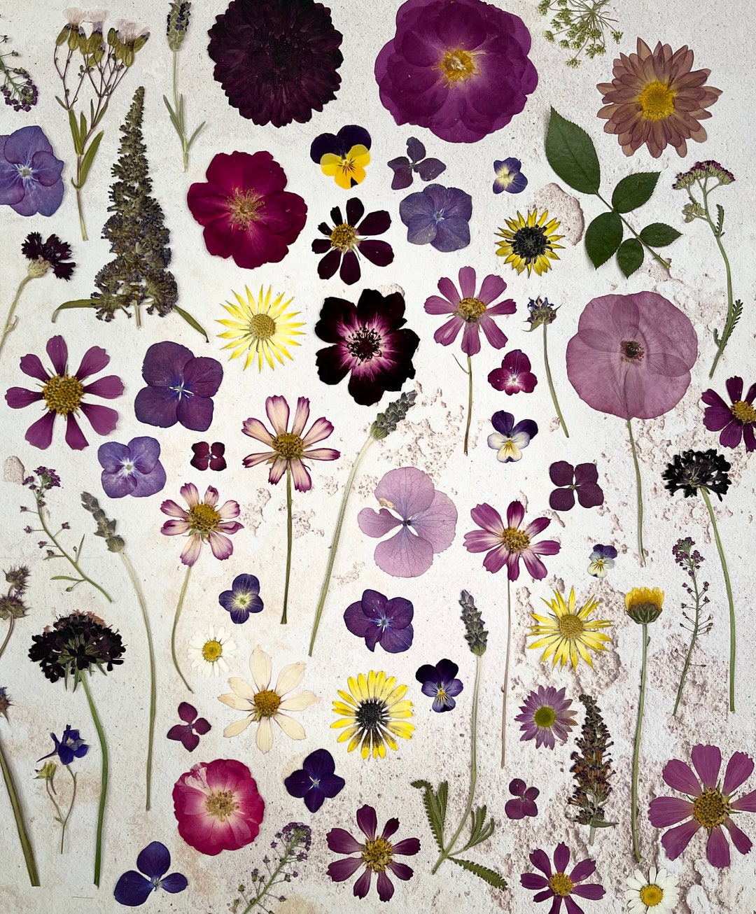 50 Pieces Pressed Flowers Assortment Pressed Wild Flowers Dried Flowers ...