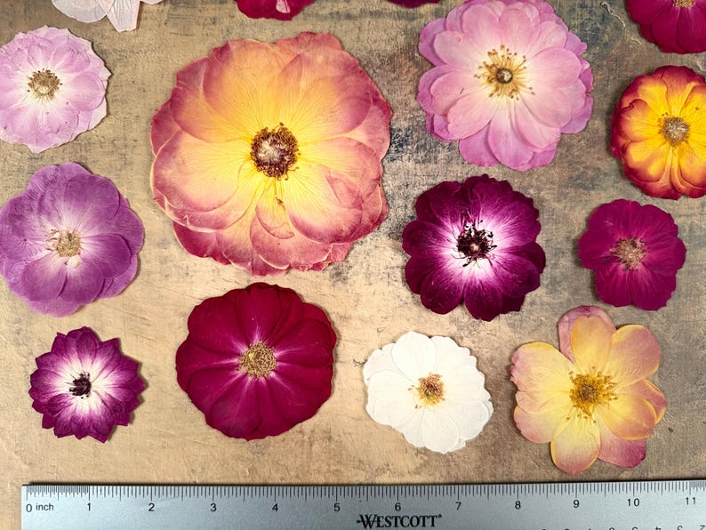 Pressed Dried Roses,15 Assorted Pieces, for Crafts, Resin Art ...