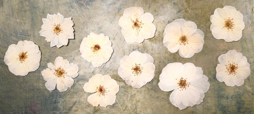 Pressed White Roses 10 Pieces : Dried Floral Embellishments for Resin ...