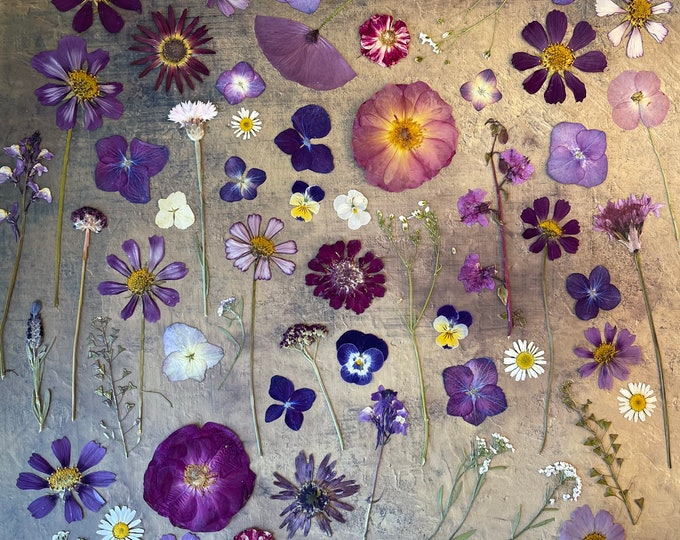 Pressed Flowers Assortment 50 Pieces Pressed Wild Flowers Dried Flowers ...