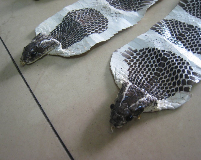 4PCS of Tanned Banded Krait Snake Skin Leather for Sale - Etsy