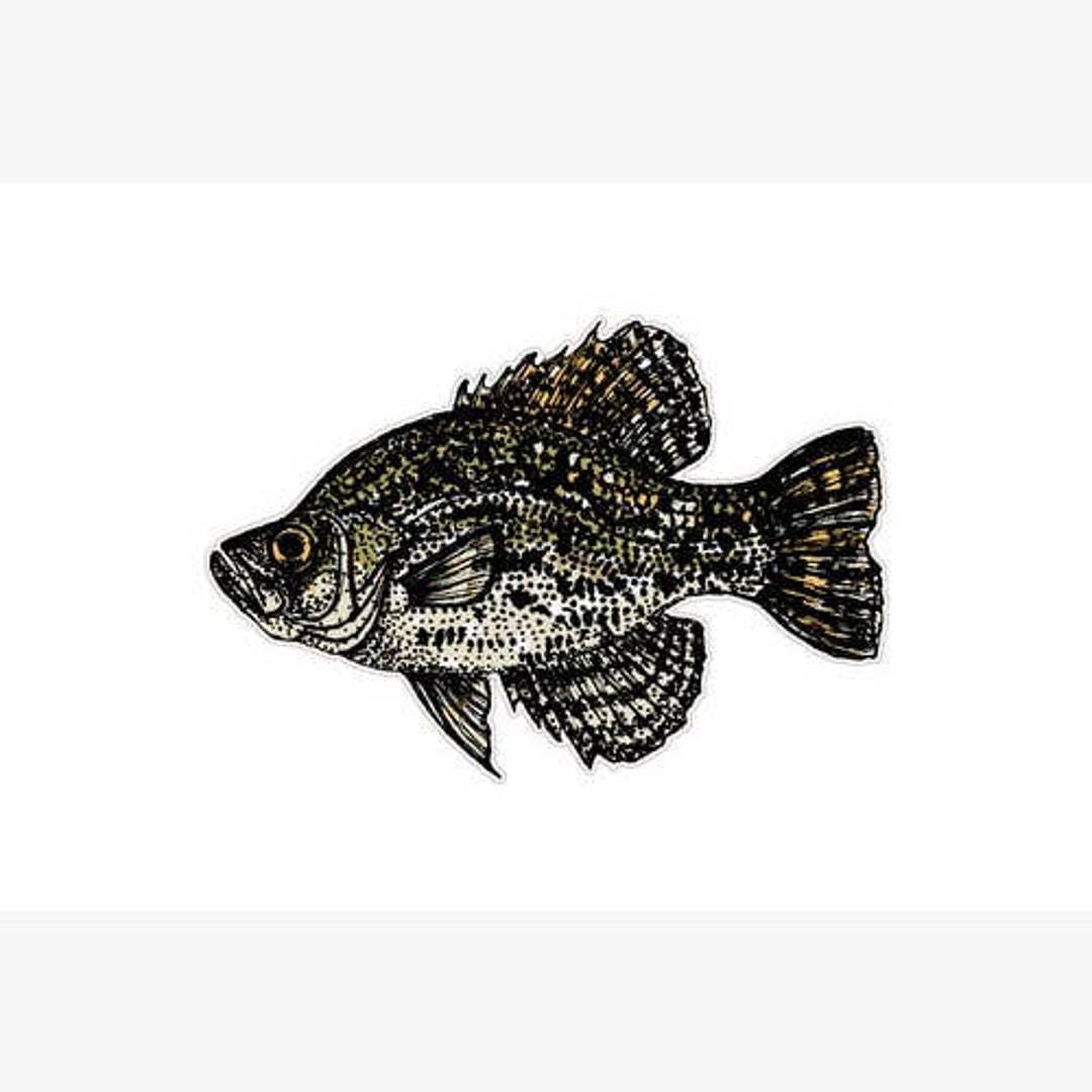 Crappie Freshwater Fish Decal - Etsy